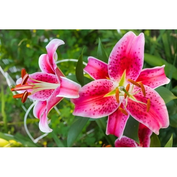 Stargazer Lily Bulbs to Plant - Easy to Grow - Stunning Blooms Come ...