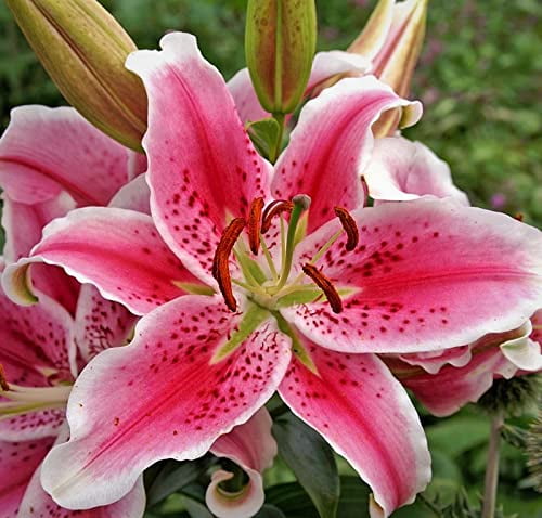 Stargazer Lily Large Flowering Bulb, Fragrant Perennial Bloomer ...