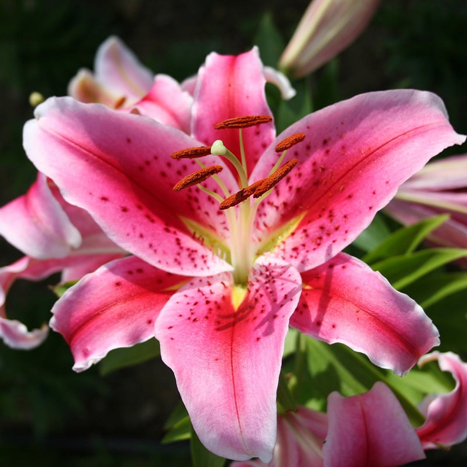 Stargazer Oriental Lilies Flower Bulbs - 5 Lily Bulbs per Pack ...