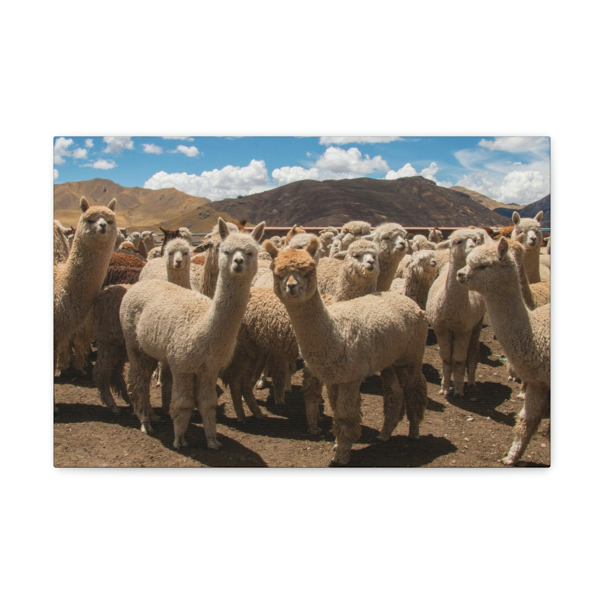 Staring Herd Of Alpaca Say Cheese Alpaca Outside Wall Art Ready To Hang ...