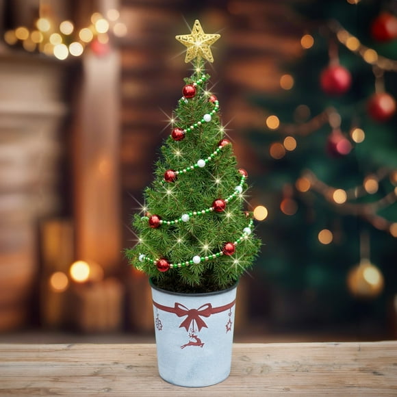Small Live Christmas Tree