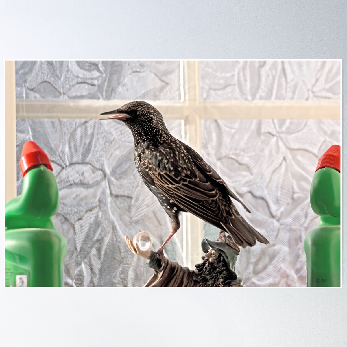 Starling On Wizards Orb Poster Wall Art, Modern Wall Decor For Living ...