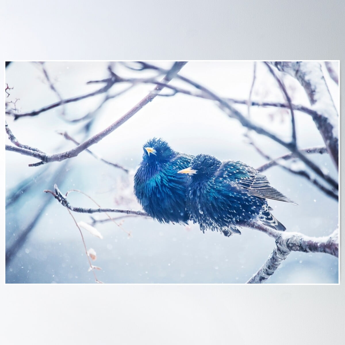 Starlings Huddled Together In A Snow Storm Poster Wall Art, Modern Wall ...