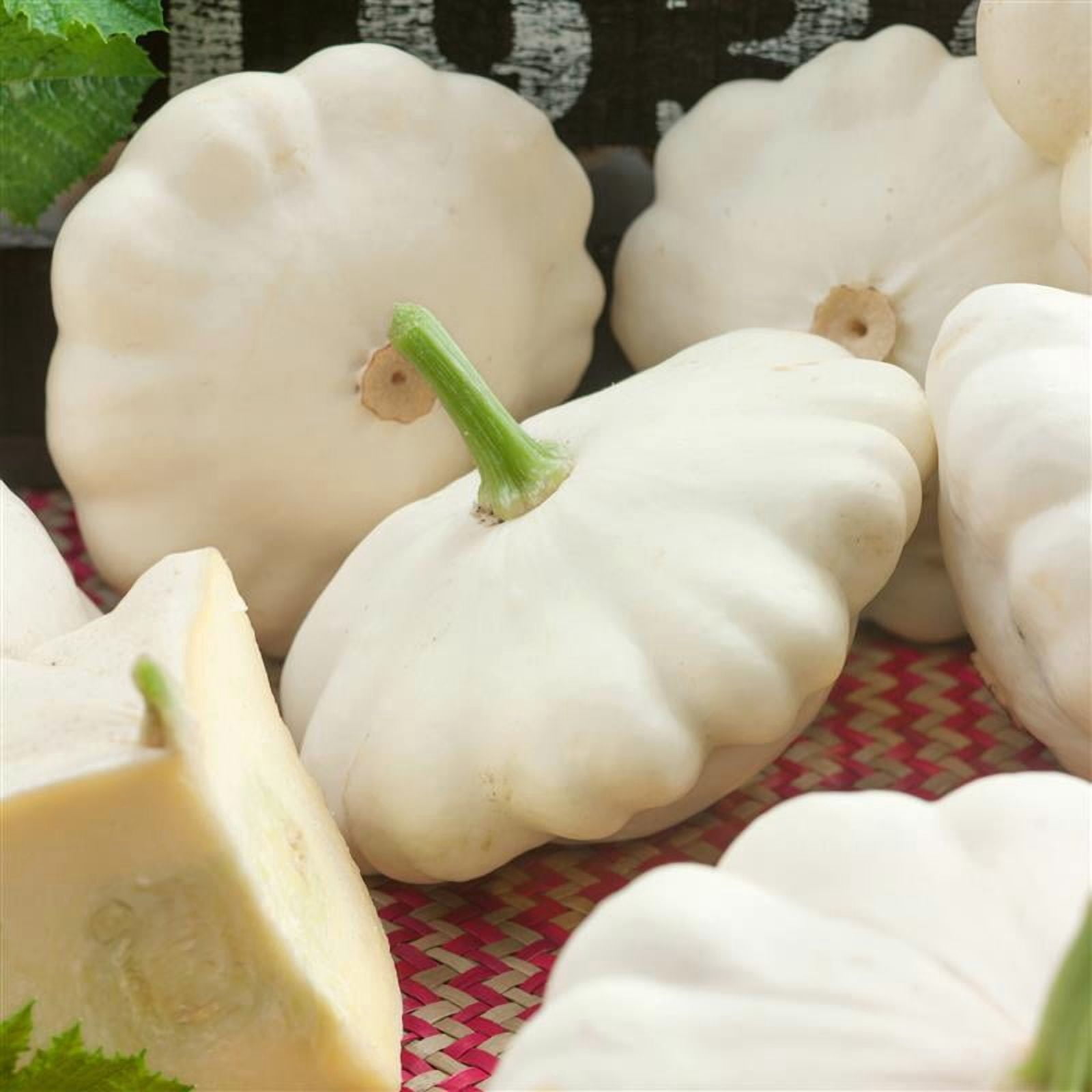Starlite F1 Hybrid Squash 4 Oz Packet ~1,000 Seeds – Non-GMO Summer ...
