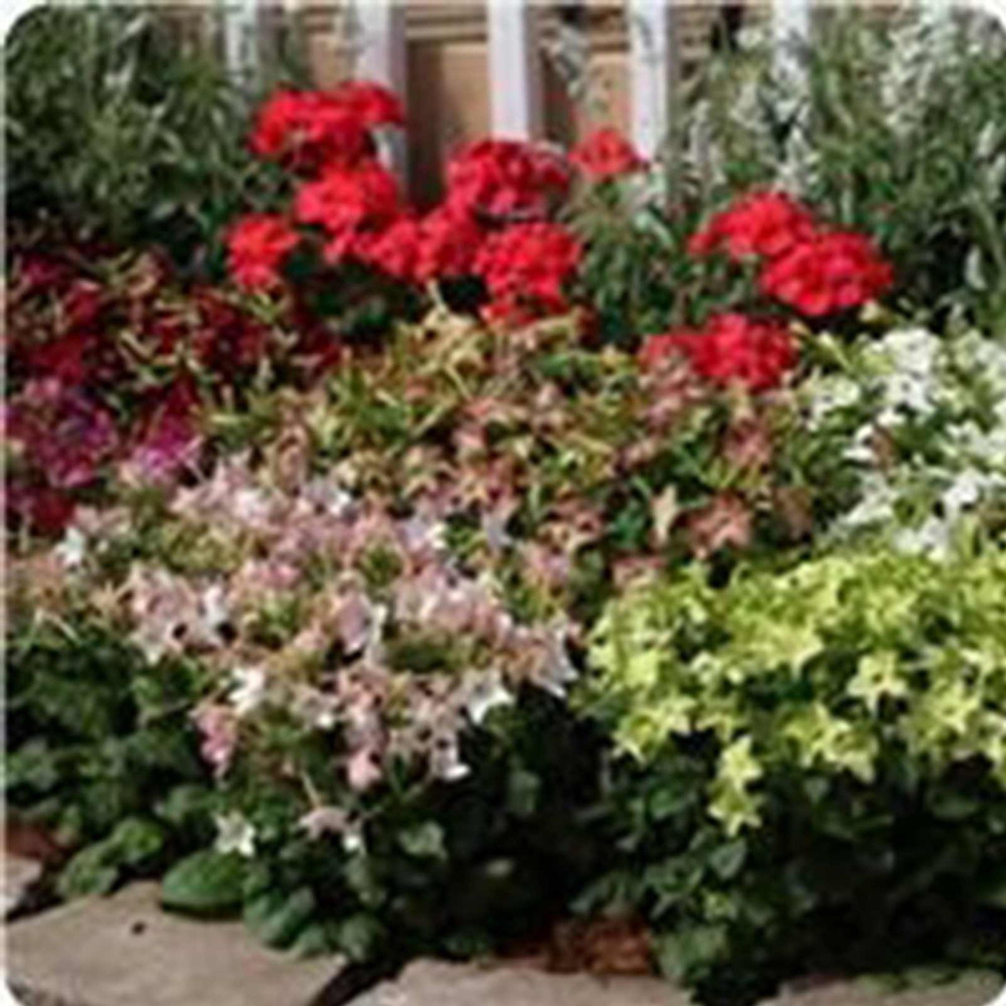 Starmaker Series Nicotiana Mix ~25 Seeds – Nicotiana alata – Non-GMO ...