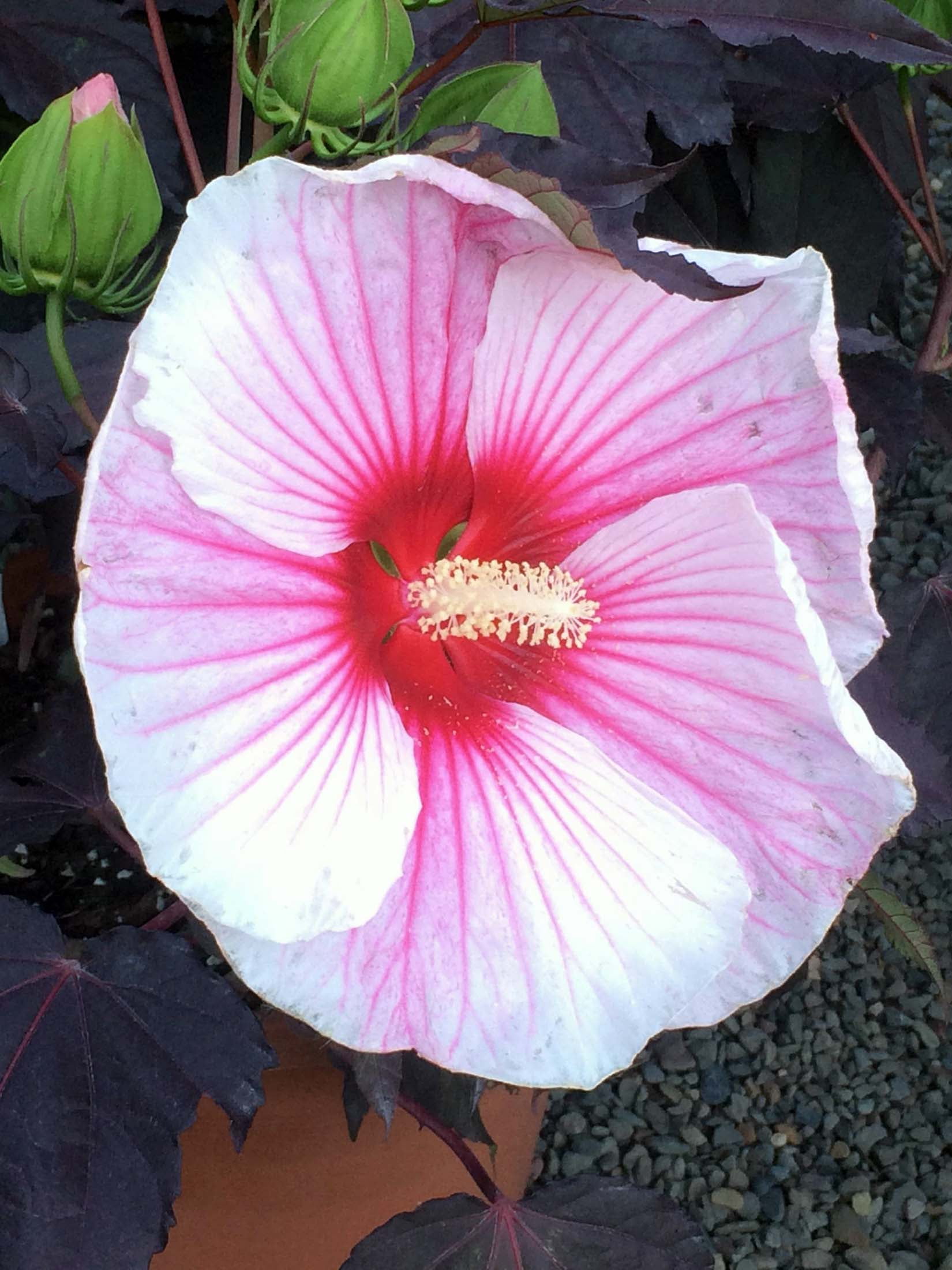 Starry Starry Night Giant Hibiscus Rose Mallow Perennial - Quart Pot ...