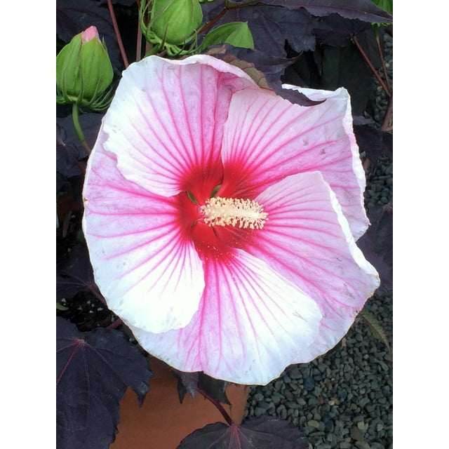 Starry Starry Night Giant Hibiscus Rose Mallow Perennial - Quart Pot ...