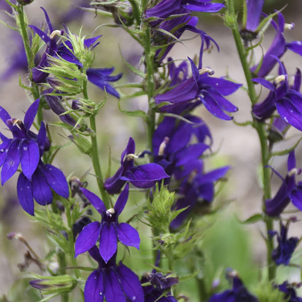 Starship™ Blue Perennial Plant - Lobelia - Quart Pot - Walmart.com