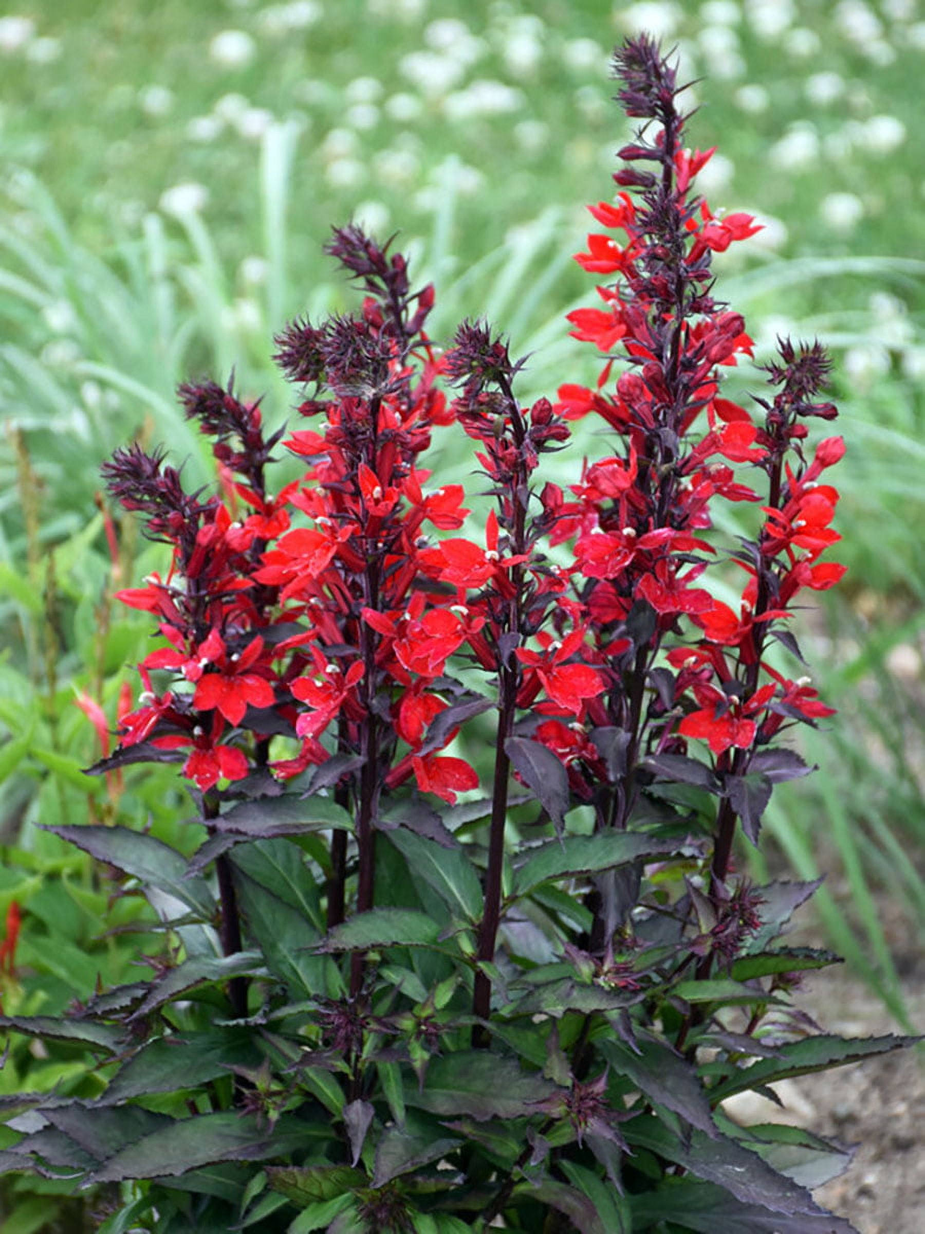 Starship‚Ñ¢ Scarlet Bronze Leaf Cardinal Perennial - Lobelia in Quart ...
