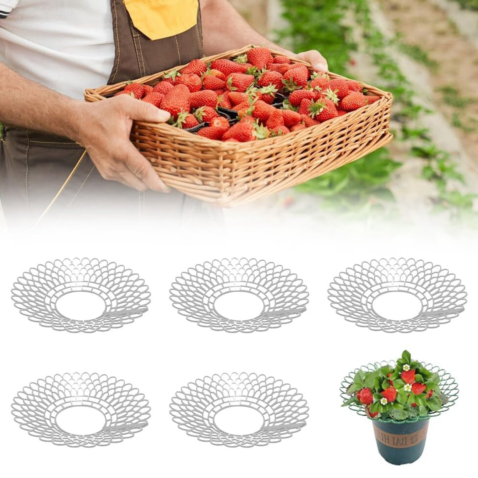 Starting Trays Heavy Duty Germination Pellet Tray 36mm Pellets Trays ... Starting Trays Heavy Duty Germination Pellet Tray 36mm Pellets Trays ...