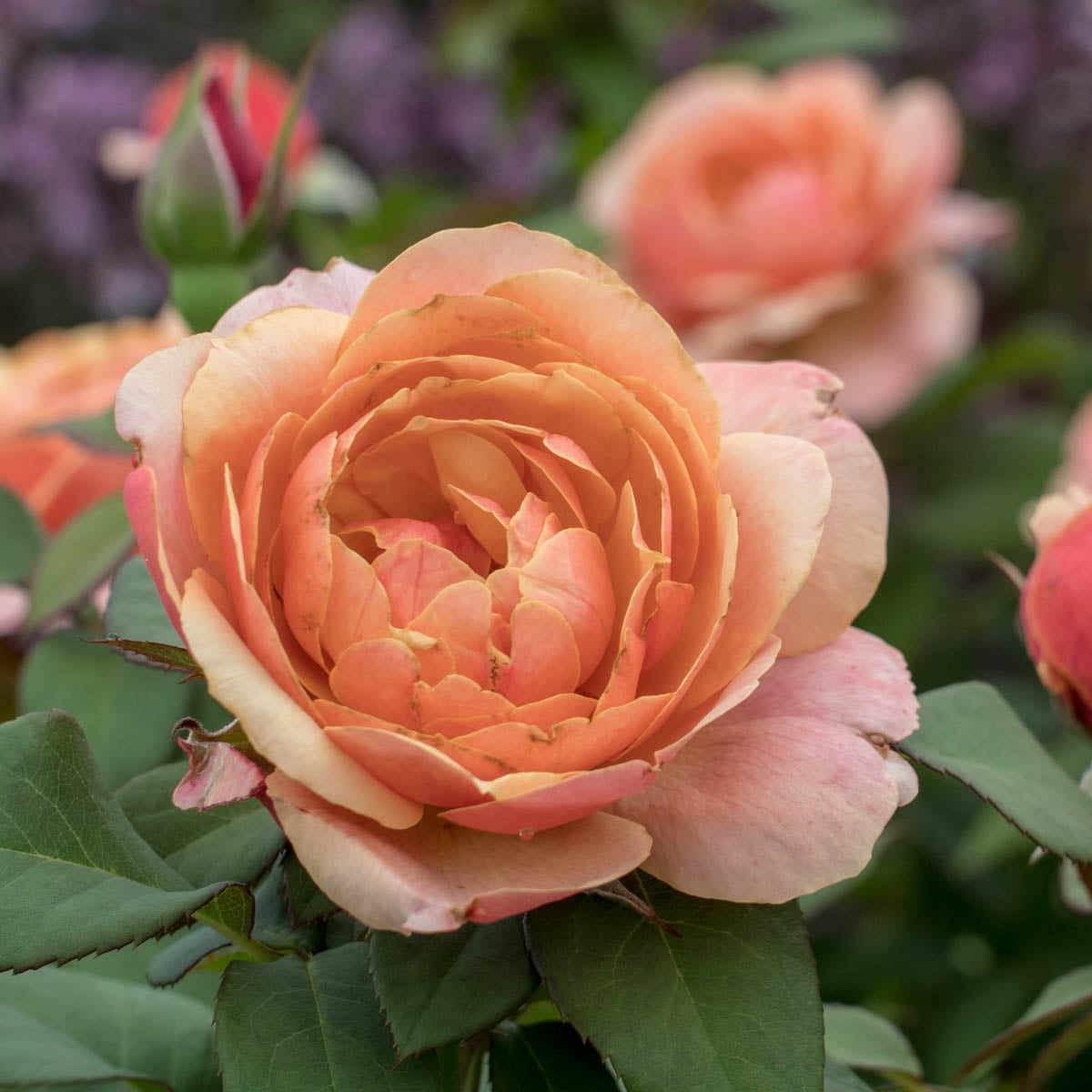 State of Grace Dormant Bare Root Grandiflora Rose, Includes one dormant ...