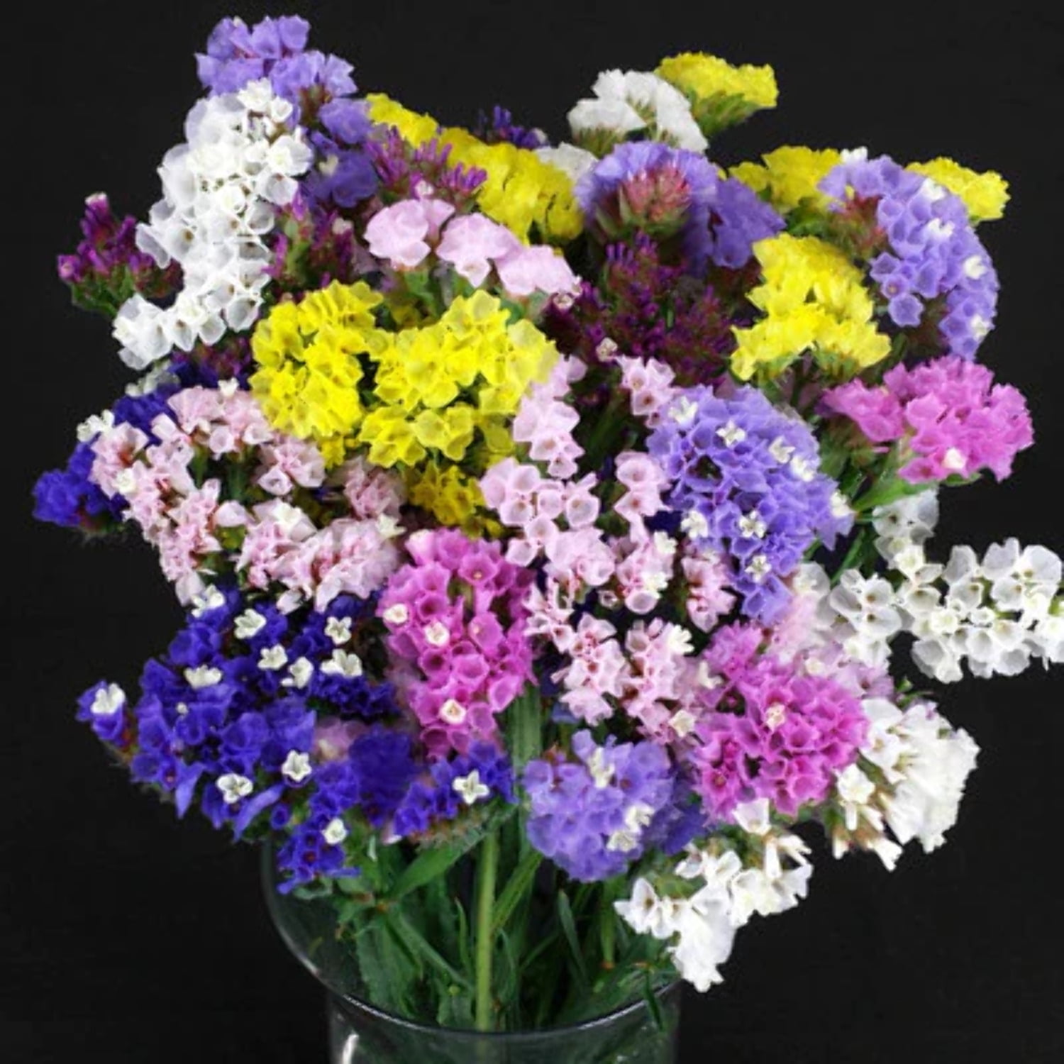 Statice QIS Mix Seed - Walmart.com