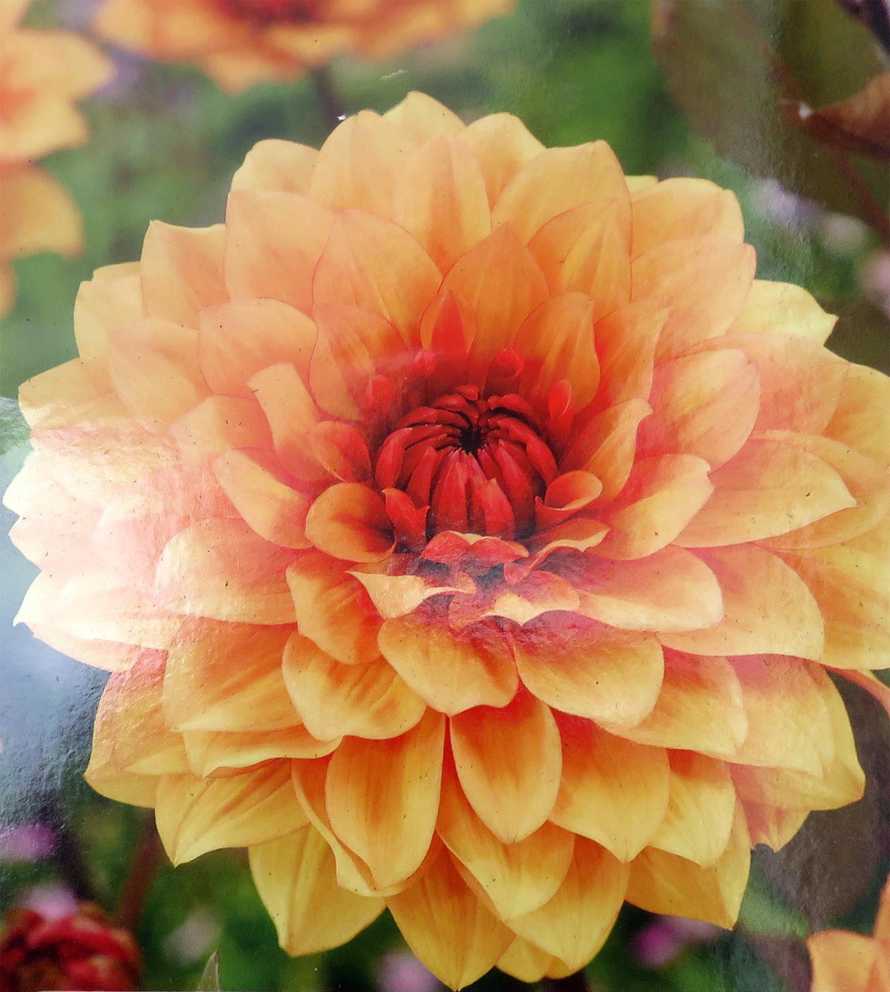Statue of Orange Dahlia - Dinnerplate Fimbriata Flower - #1 Size Root ...