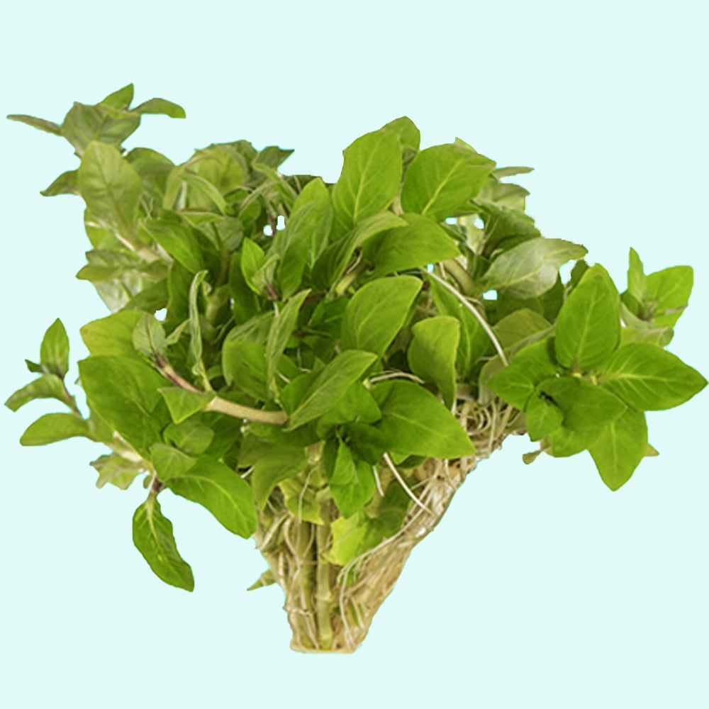 Staurogyne S Repens Clumps Live Aquarium Plants - Walmart.com