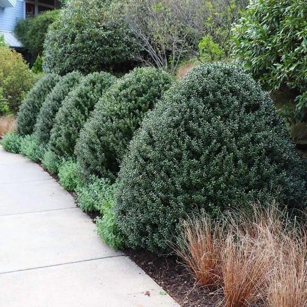 Steeds Holly I 10 Live Plants I Upright Ilex Crenata | Upright ...