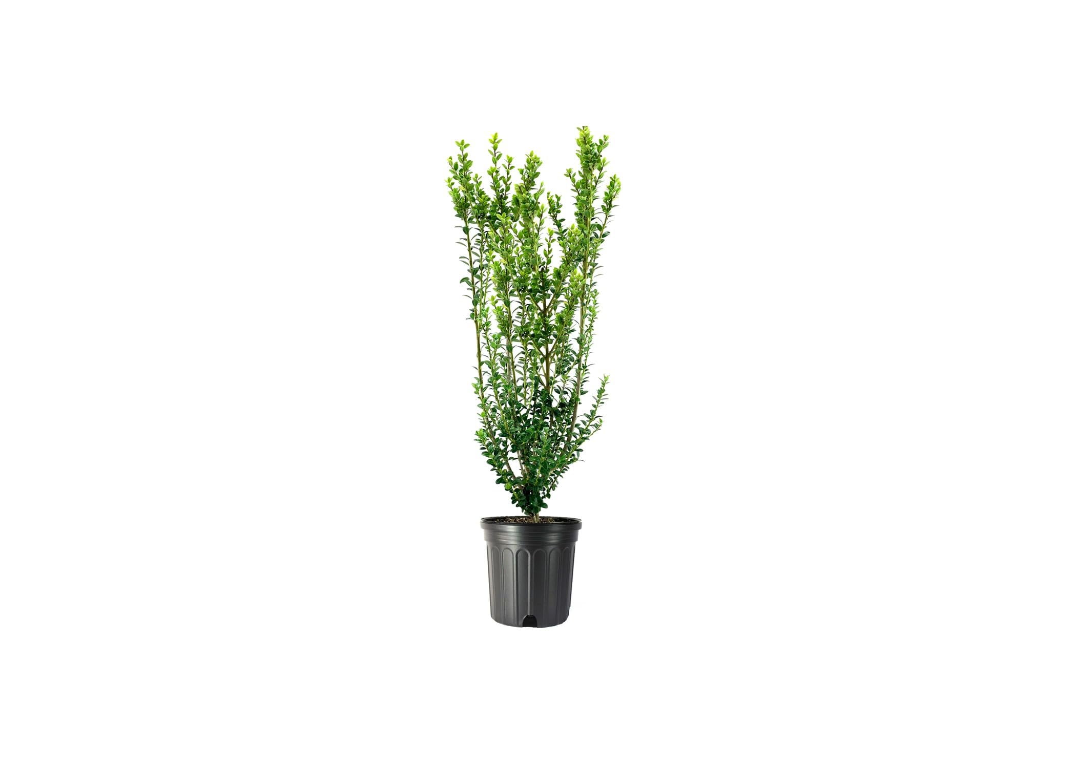 Steeds Holly I 2 Large Gallon Size Plants I Upright Ilex Crenata ...