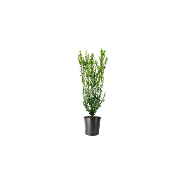 Steeds Holly I 3 Large Gallon Size Plants I Upright Ilex Crenata ...