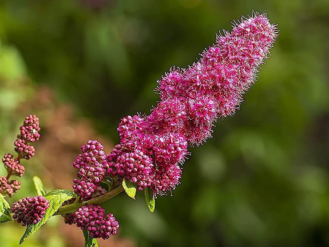 Steeple Bush Flower Seeds for Planting (100 Seeds) Stunning Tall Pink Steeple Shaped Blooms ...
