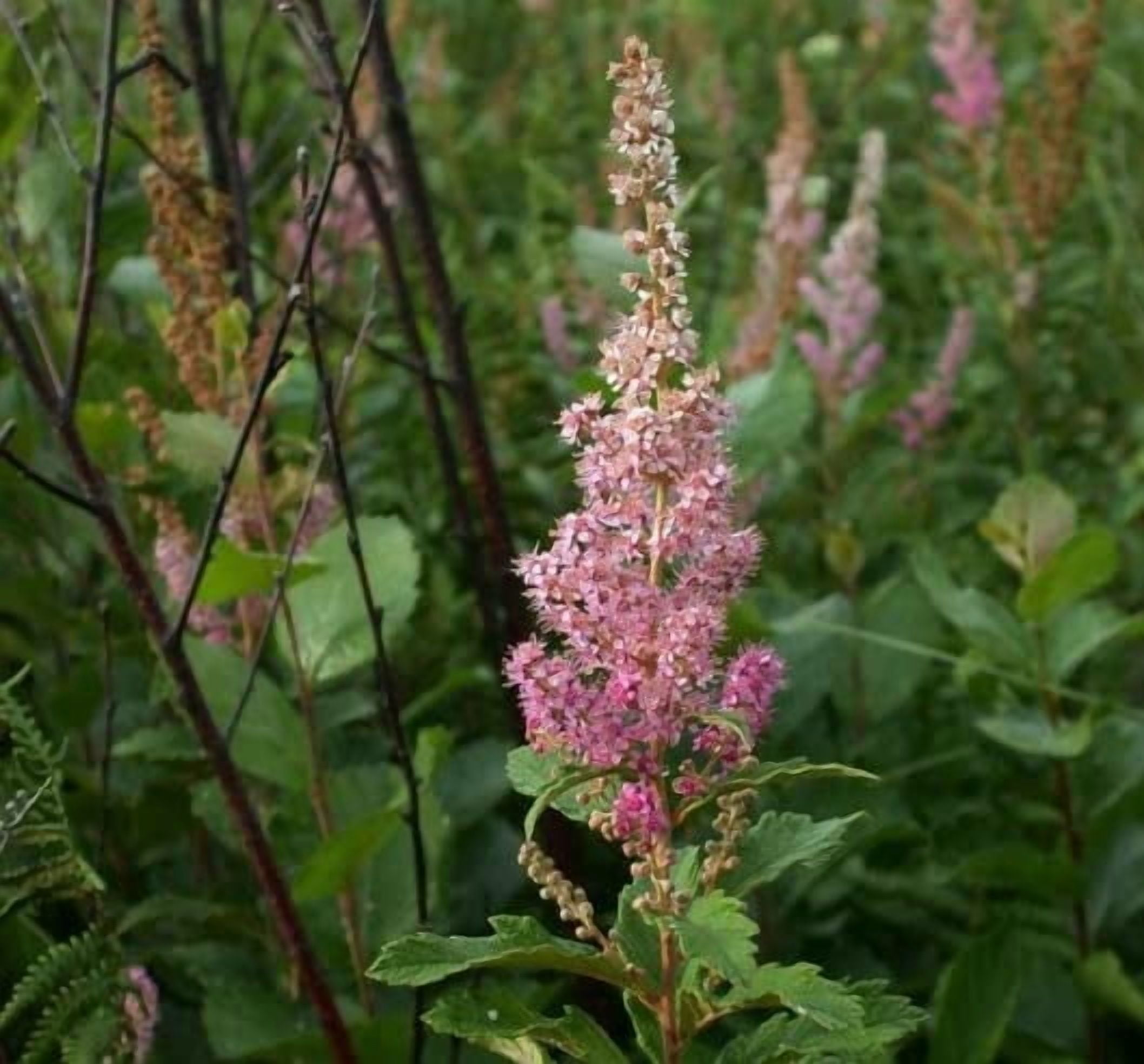 Steeplebush Plant Seeds for Planting (50 Seeds) - Spiraea tomentosa ...
