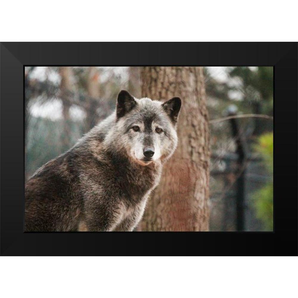 Steff, Brittany 14x11 Black Modern Framed Museum Art Print Titled ...