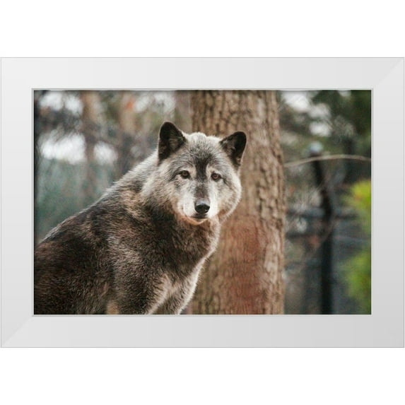 Steff, Brittany 18x13 White Modern Wood Framed Museum Art Print Titled ...