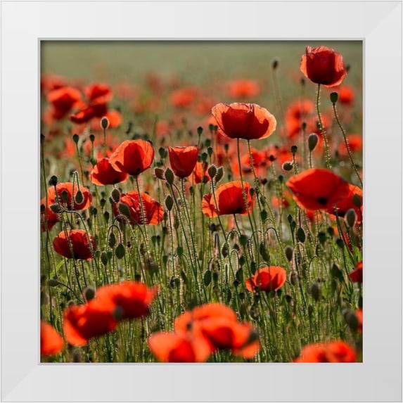Steger, Uwe 12x12 White Modern Wood Framed Museum Art Print Titled ...