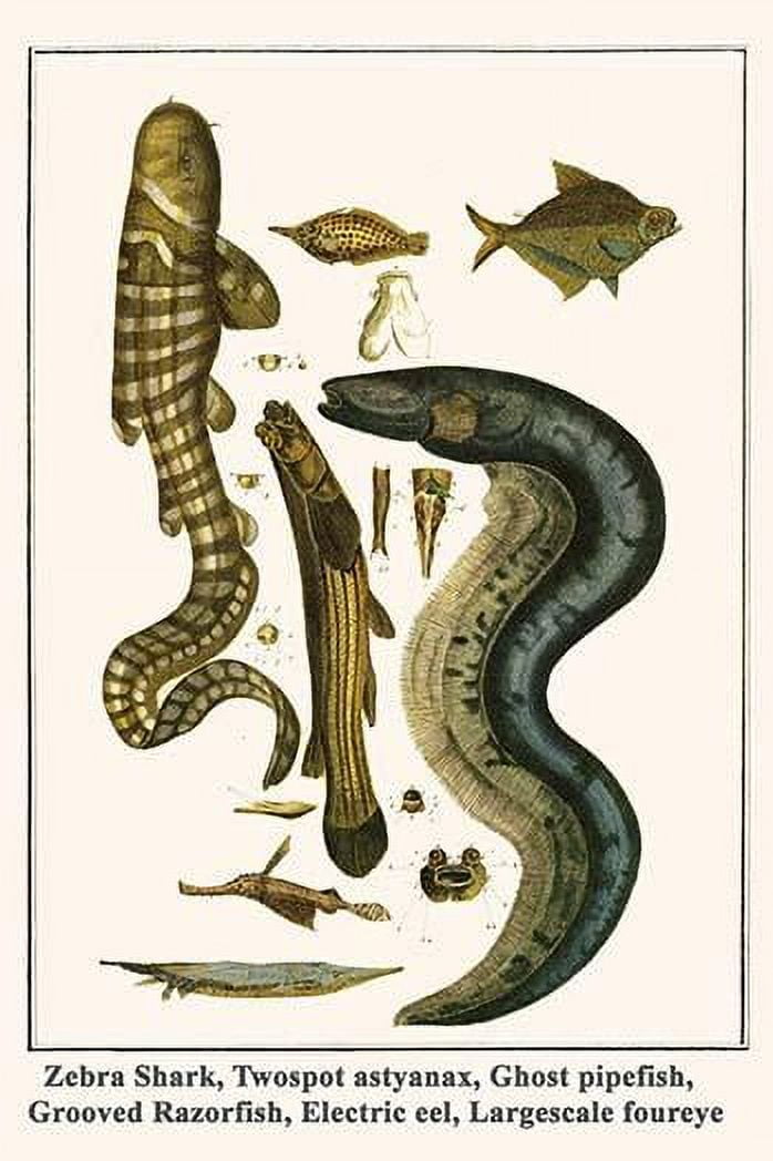 Stegostoma fasciatum, Astyanax bimaculatus, Solenostomas cyanopterus ...