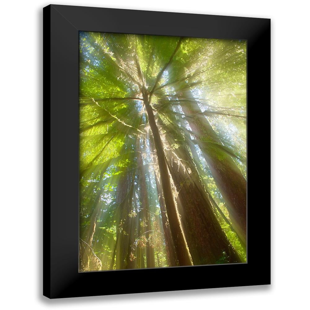 Stelfox, Norm 17x24 Black Modern Framed Museum Art Print Titled - Trees ...
