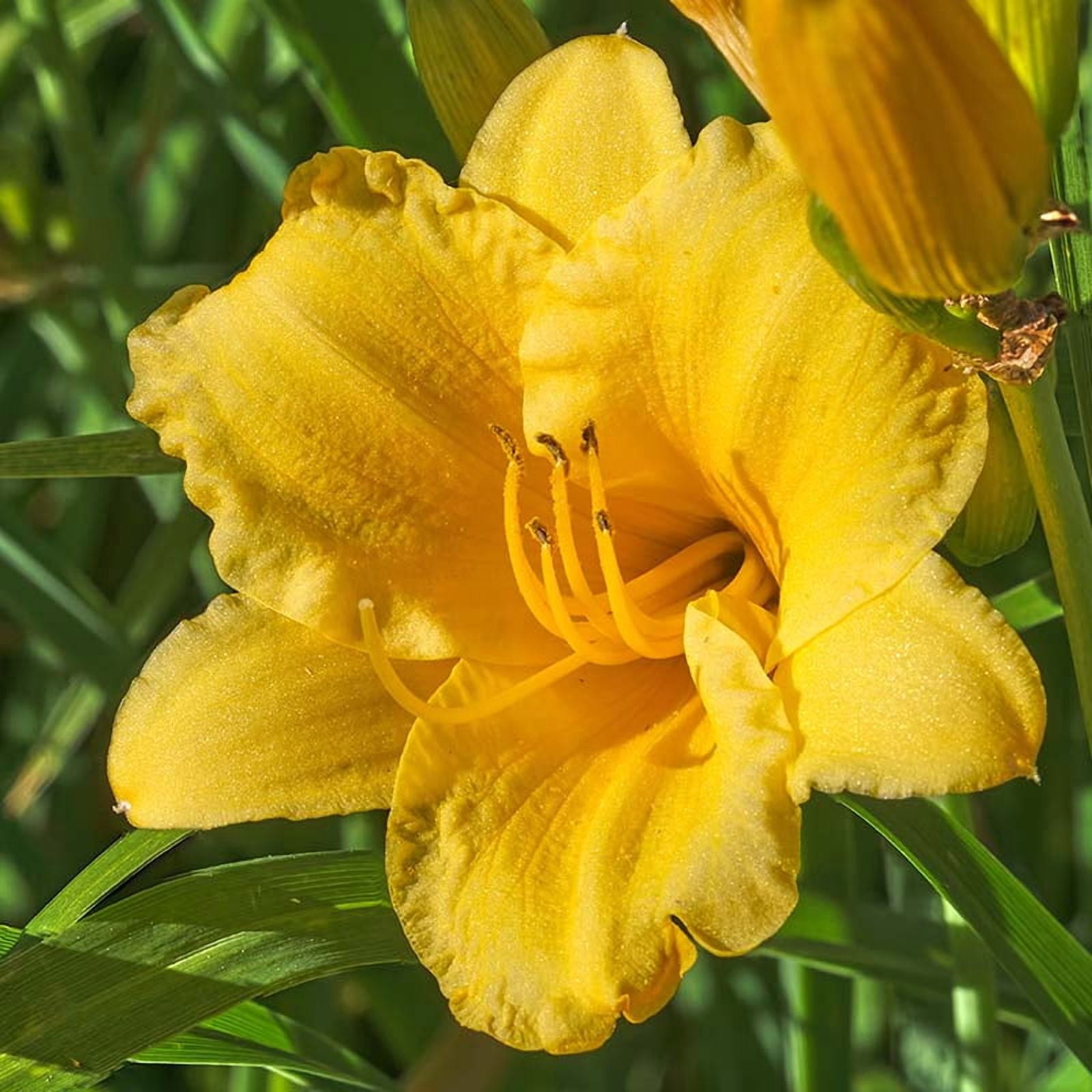 Stella D' Oro Daylily Flower Bulb Jumbo Pack - 5 Roots Per Pack ...