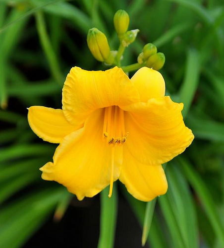 'Stella D' Oro' Daylily - Hemerocallis - Best Rebloomer - Quart Pot ...