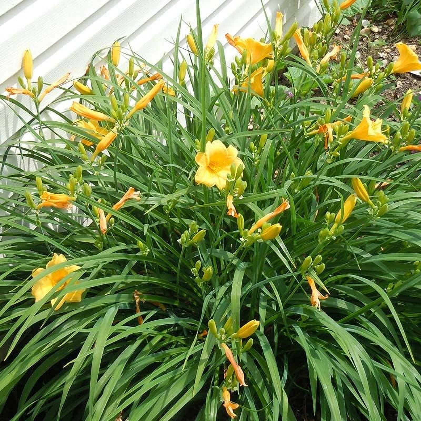 Stella D'Oro Yellow Daylilies - 5 Bare Root Perennials Re-Bloomer ...