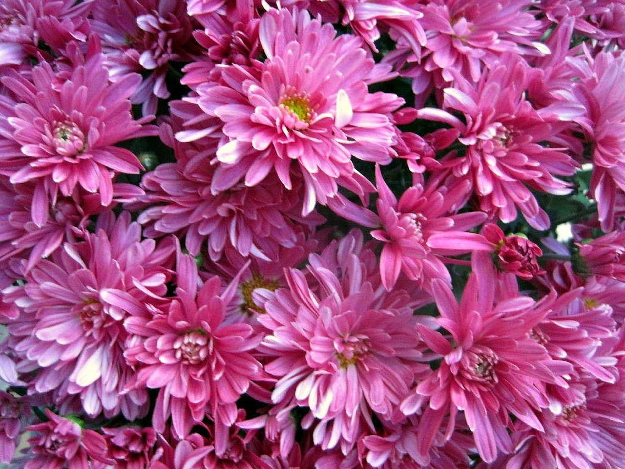 Stellar Purple Mum-Perennial-Vibrant Blooms 12" Pot - Walmart.com