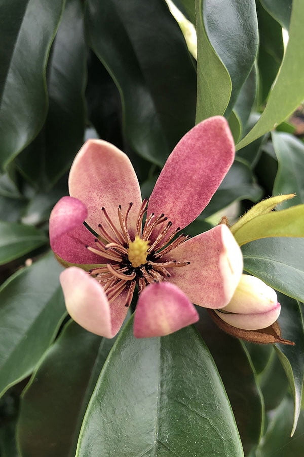 Pink Magnolia Bouquet
