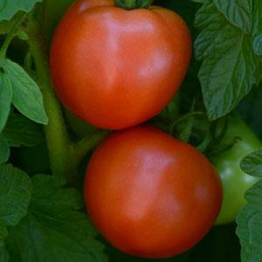 Stellar Tomato Seeds - 10 Seeds - Hirt's Gardens - Walmart.com