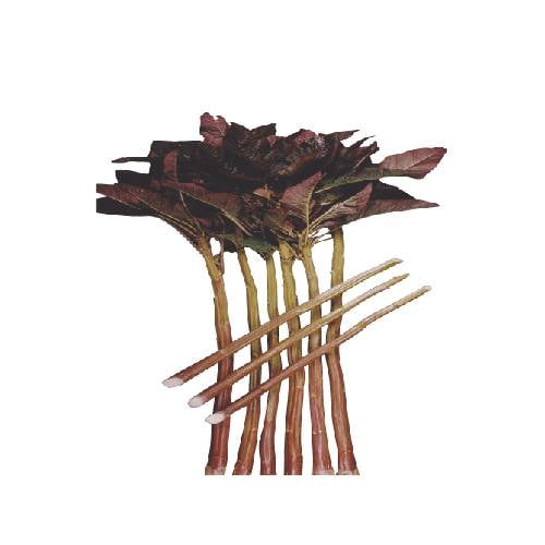 Stem Amaranth ( Data Shak ) - Bhutan Soft Seeds for Planting - 500g ...
