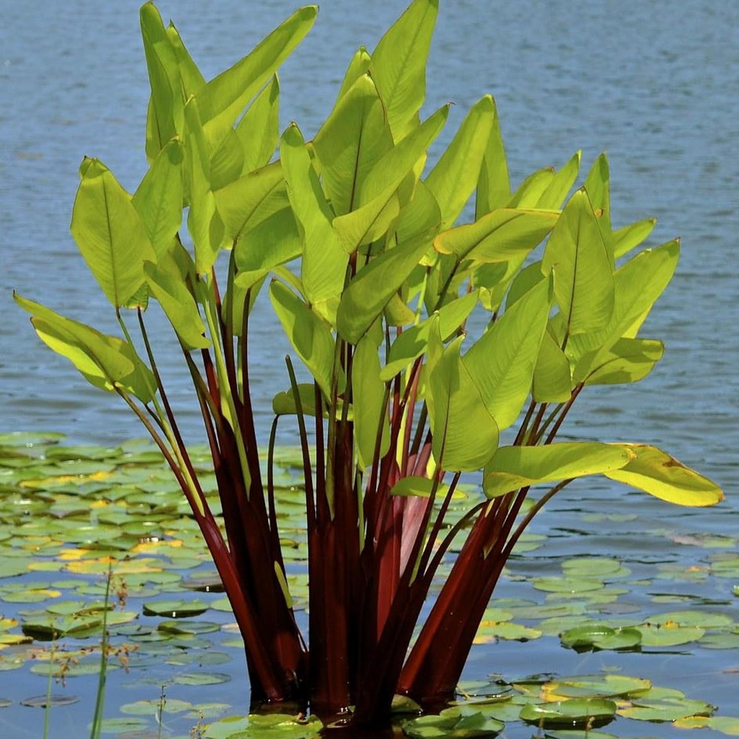Stem a Great Pond Plant for Your Water Garden. Filters koi and Ponds ...