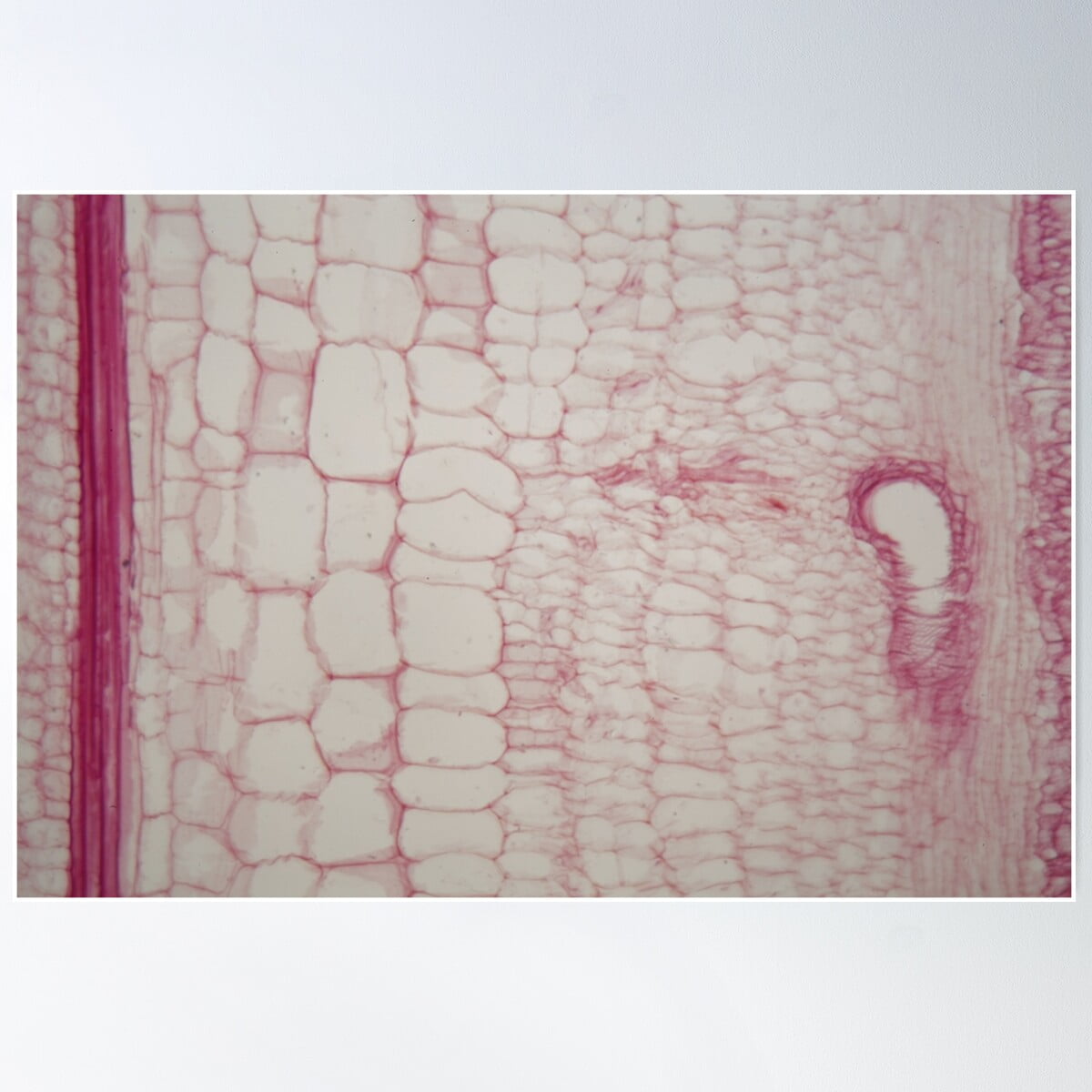 Stem With Sieve Cells Under The Microscope Poster Wall Art, Modern Wall ...
