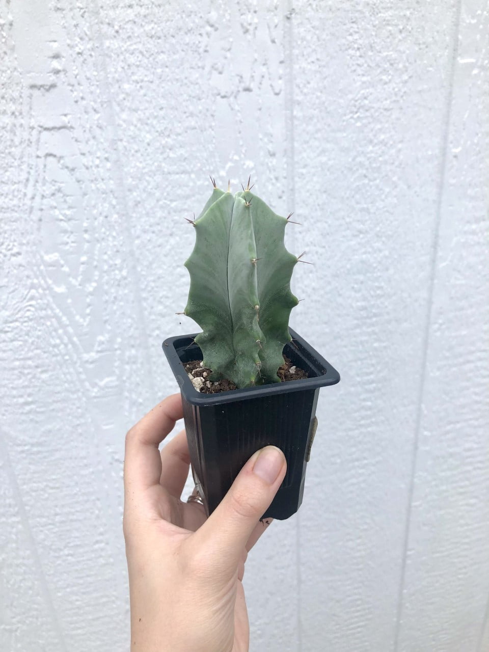 Hand Picked Nursery 2' Gray Ghost Organ Pipe Cactus Live Plants in 2.5 ...