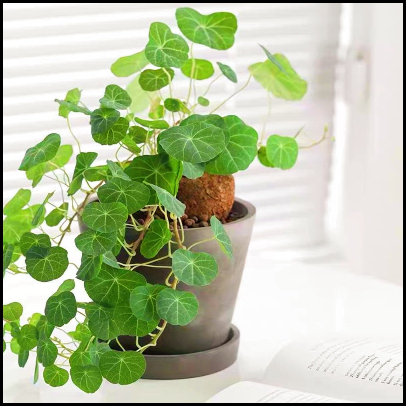 Stephania Bulb Stephania Erecta Plant Stephania Erecta Plant Bulb ...