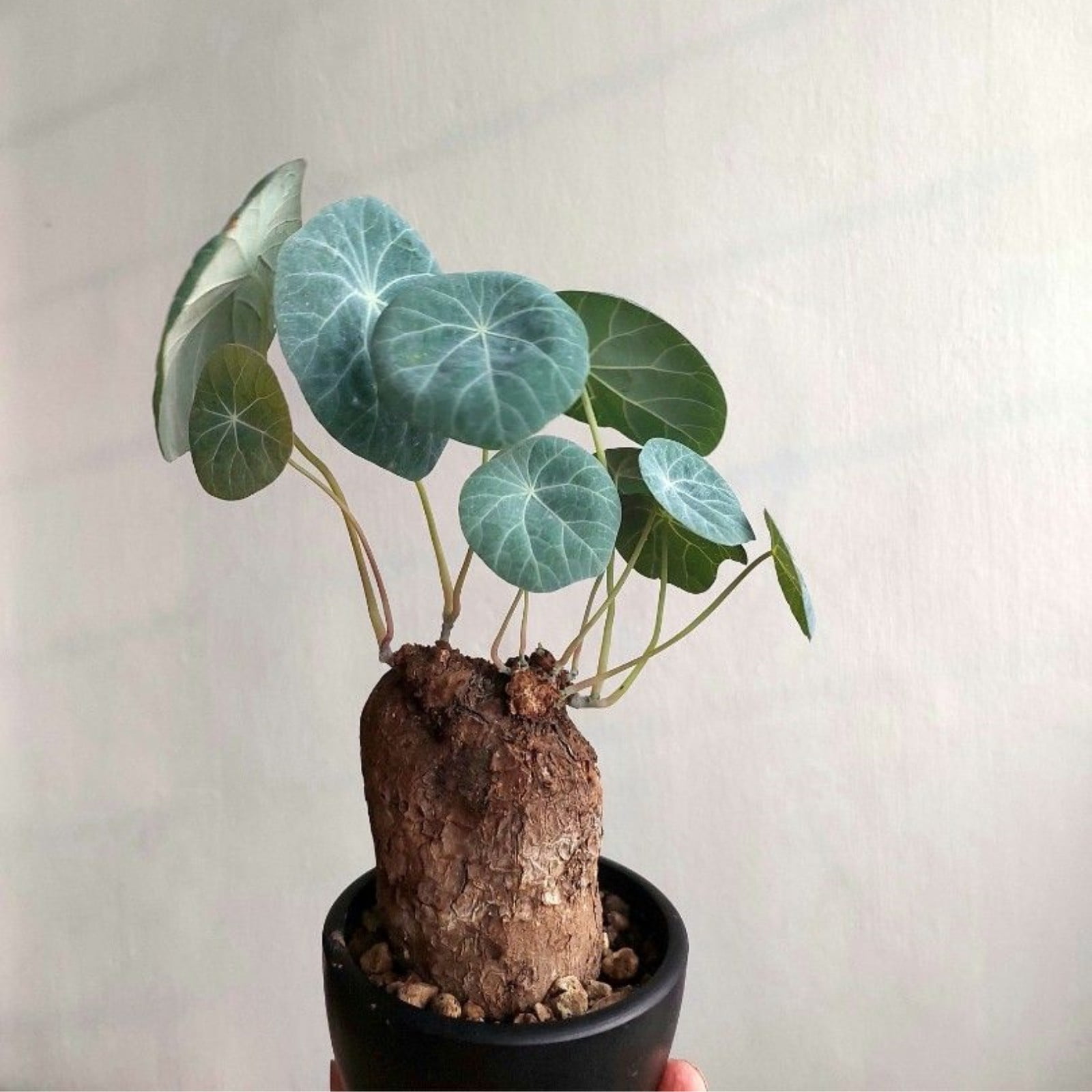 Stephania Bulbs Stephania Are Easy To Care For Stephania Beautify The ...