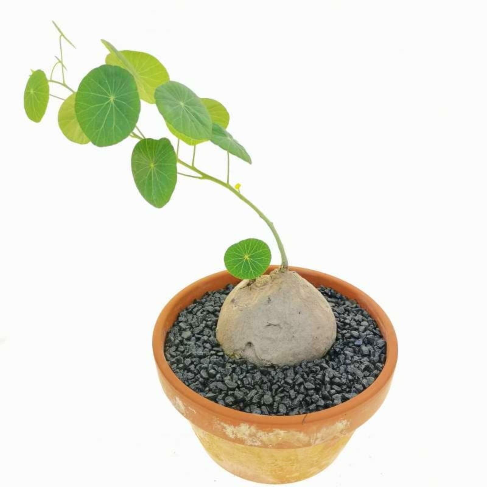 Stephania Bulbs Stephania Are Small And Cute Stephania Beautify The ...