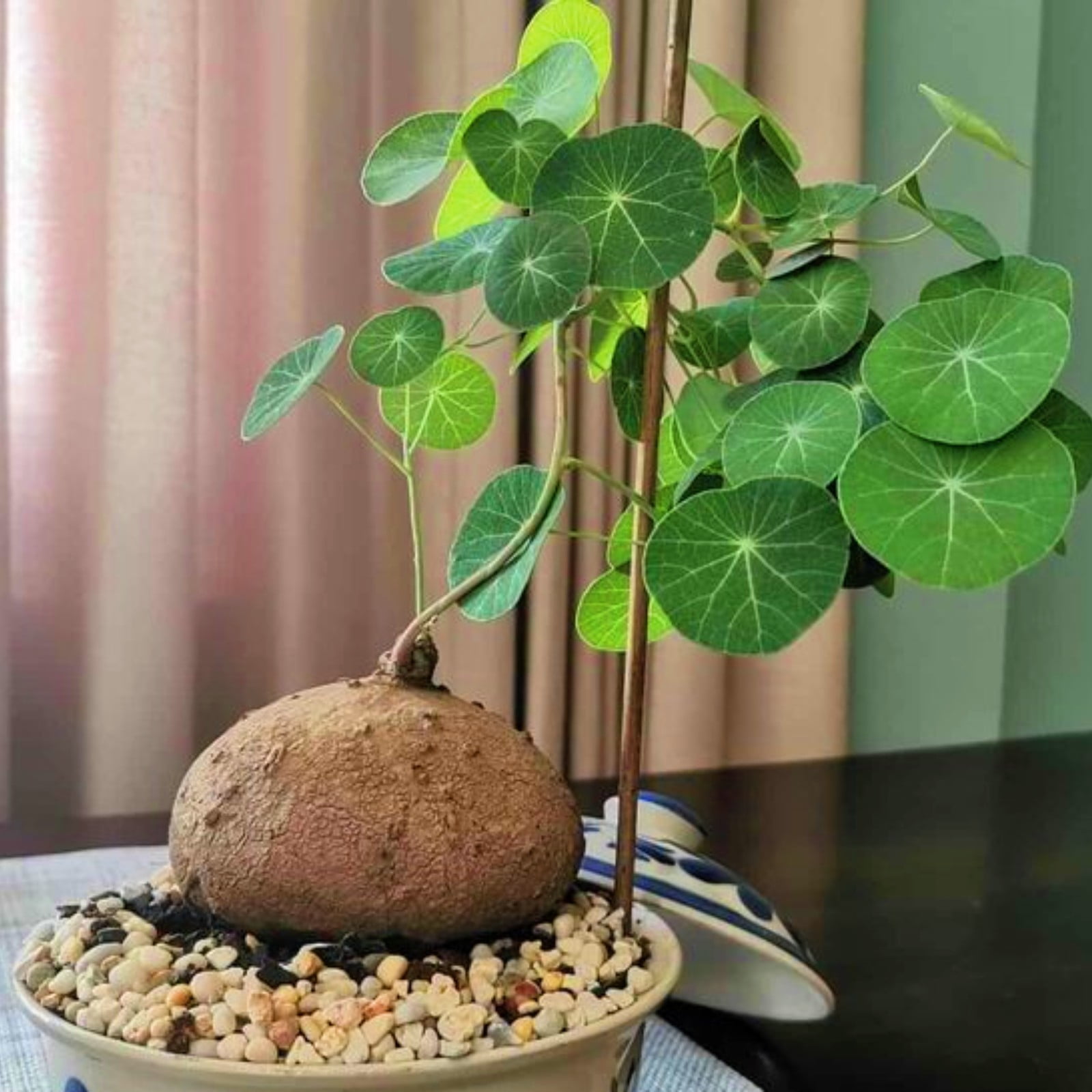 Stephania Bulbs Stephania Are Small And Cute Stephania Beautify The ...