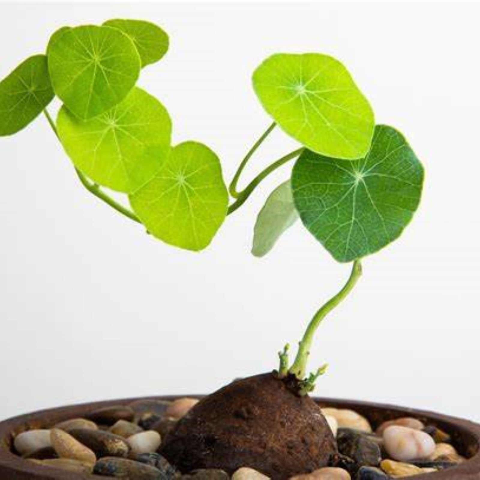 Stephania Bulbs- Easy To Care For - Beautify Environment-Small And Cute ...