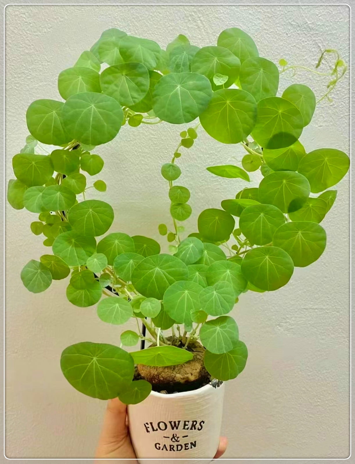 Stephania Bulbs, Herbaceous Deciduous Vines, Ornamental, Potted ...