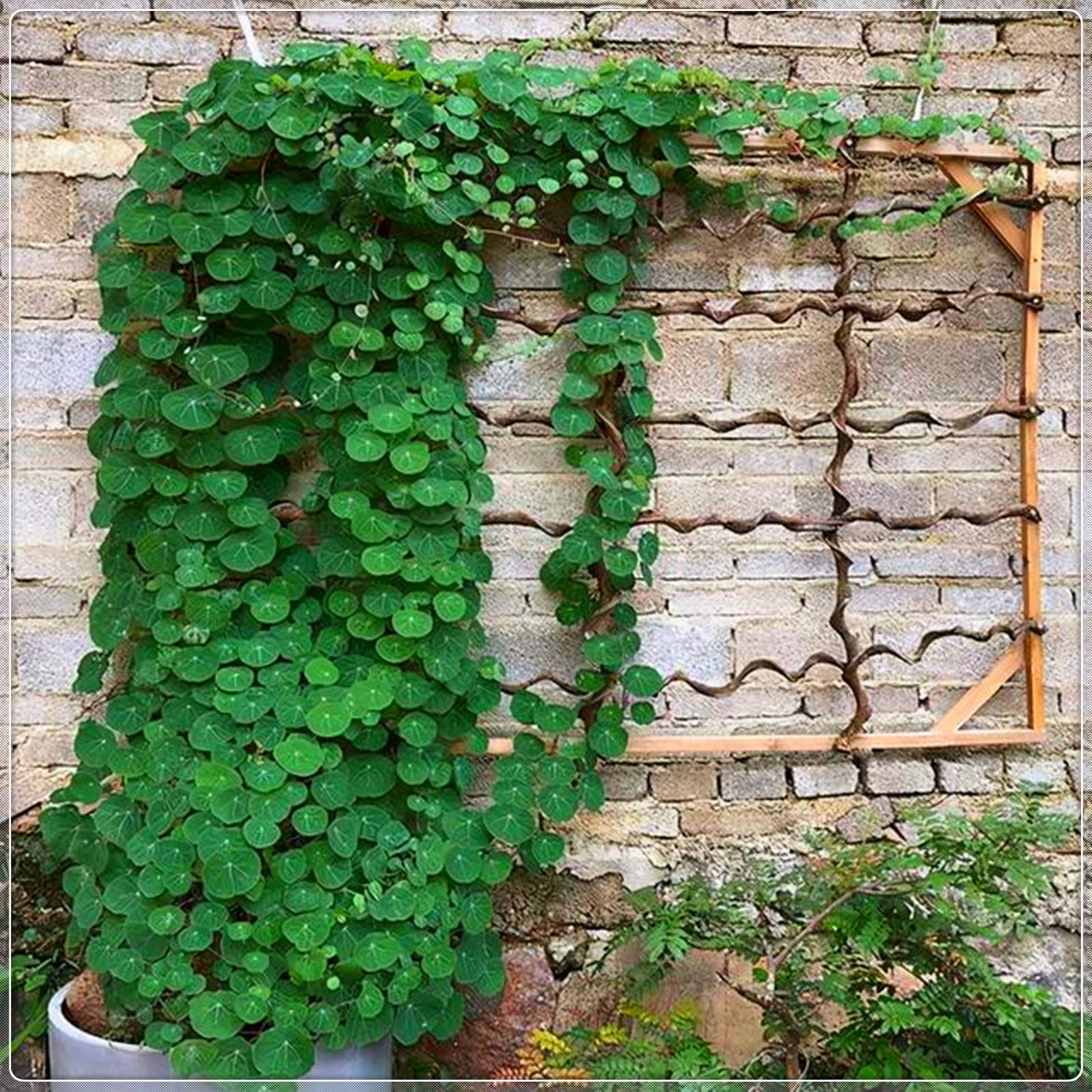 Stephania Bulbs, Herbaceous Deciduous Vines, Ornamental, Potted ...