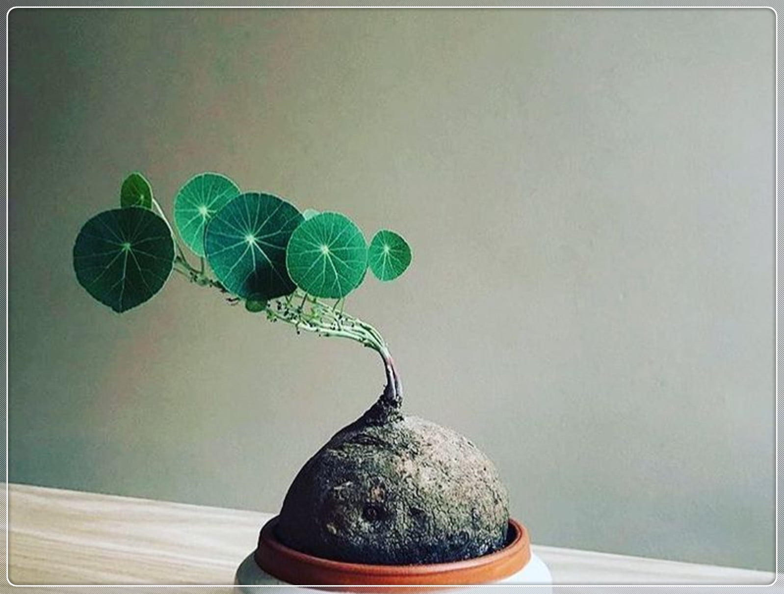 Stephania Bulbs, Herbaceous Deciduous Vines, Potted, Stephania ...