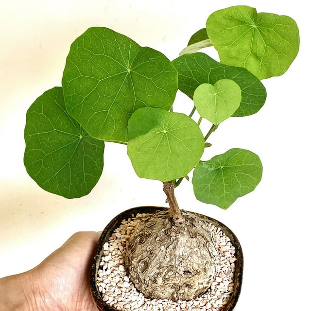 Stephania Bulbs Stephania Is Easy To Care For Stephania Is A Symbol Of ...