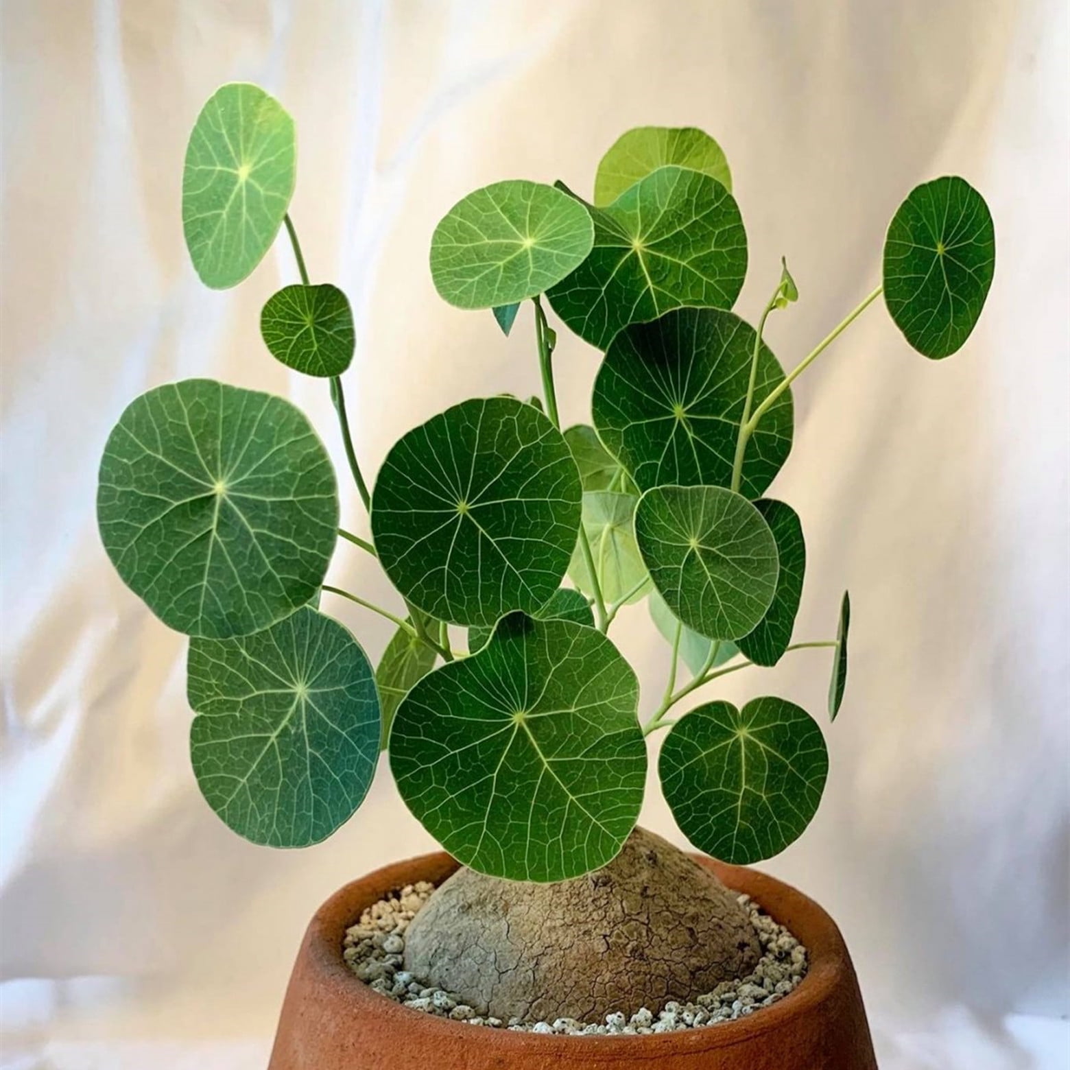 Stephania Bulbs,Stephania Erecta Bulb,Stephania Plant Bulbs - Walmart.com