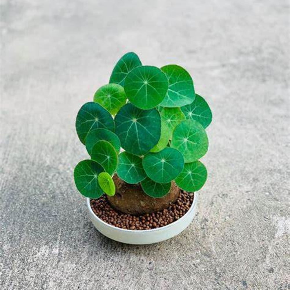 Stephania Bulbs, UFO Plant,Year After Year Garden，Stephania Erecta Bulb ...