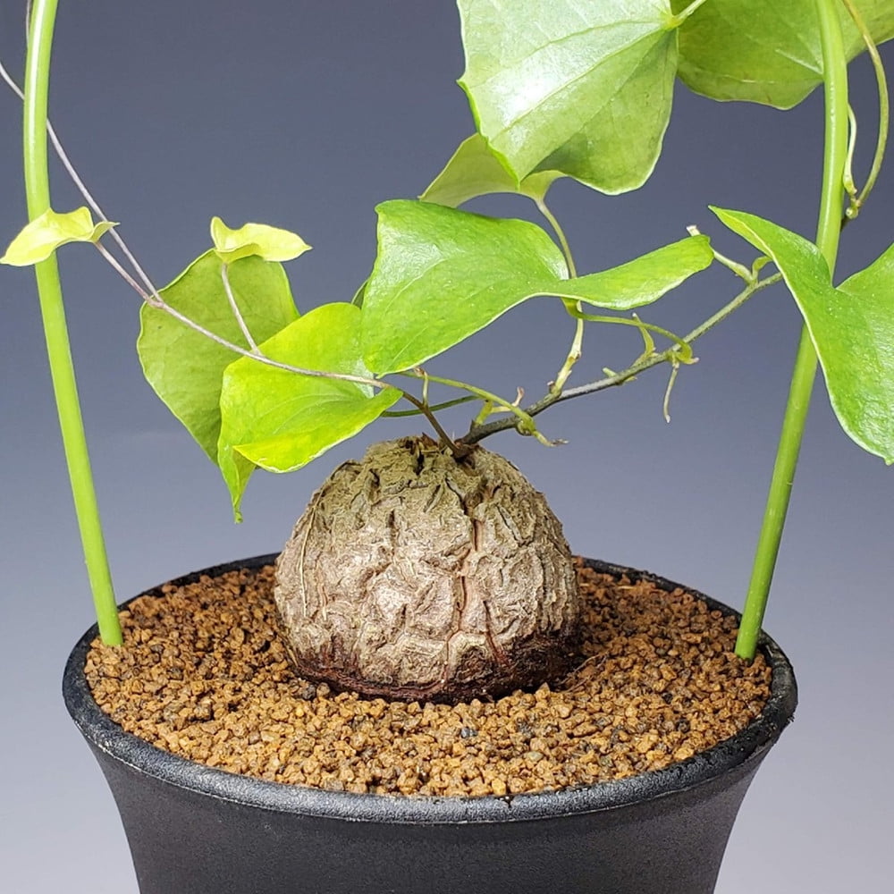 Stephania Bulbs, Year After Year Garden，Stephania Erecta Bulb,Stephania ...